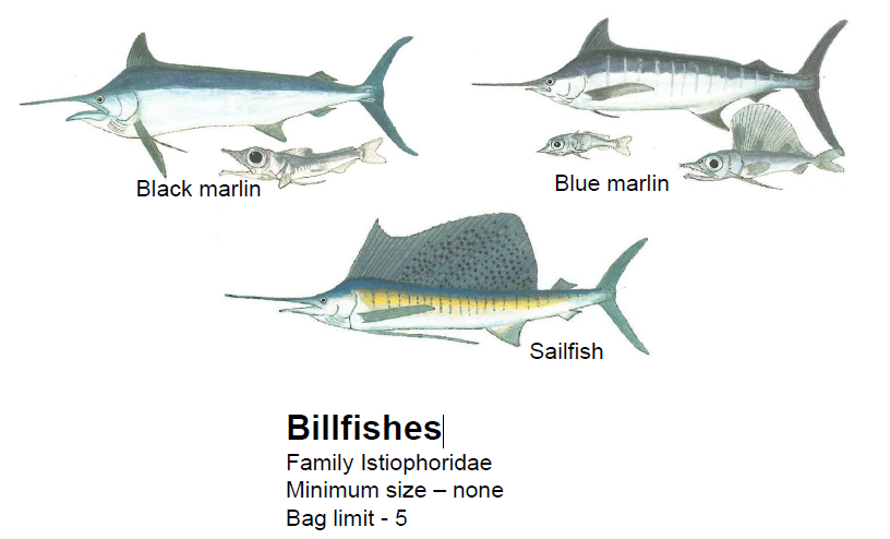 Billfishes
