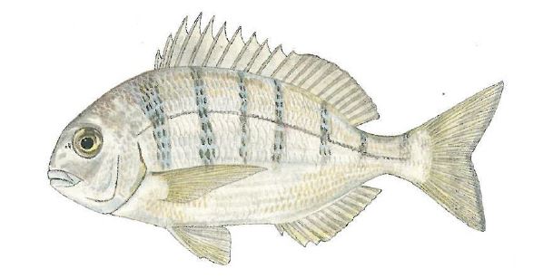 White stumpnose